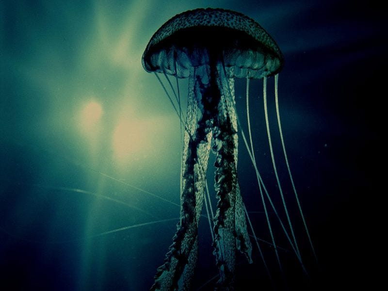 medusa – Medium