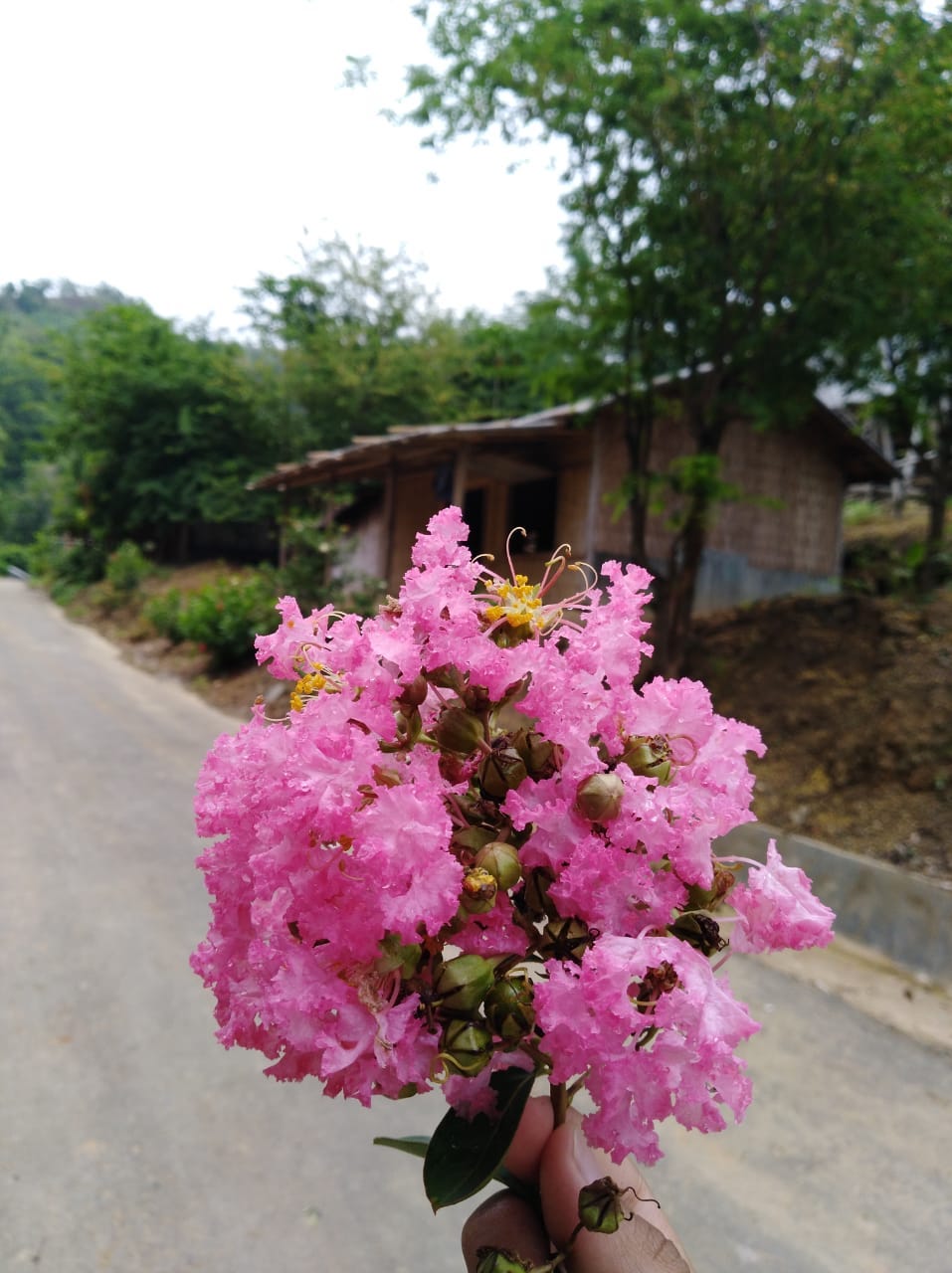 Hafsa, M – Medium