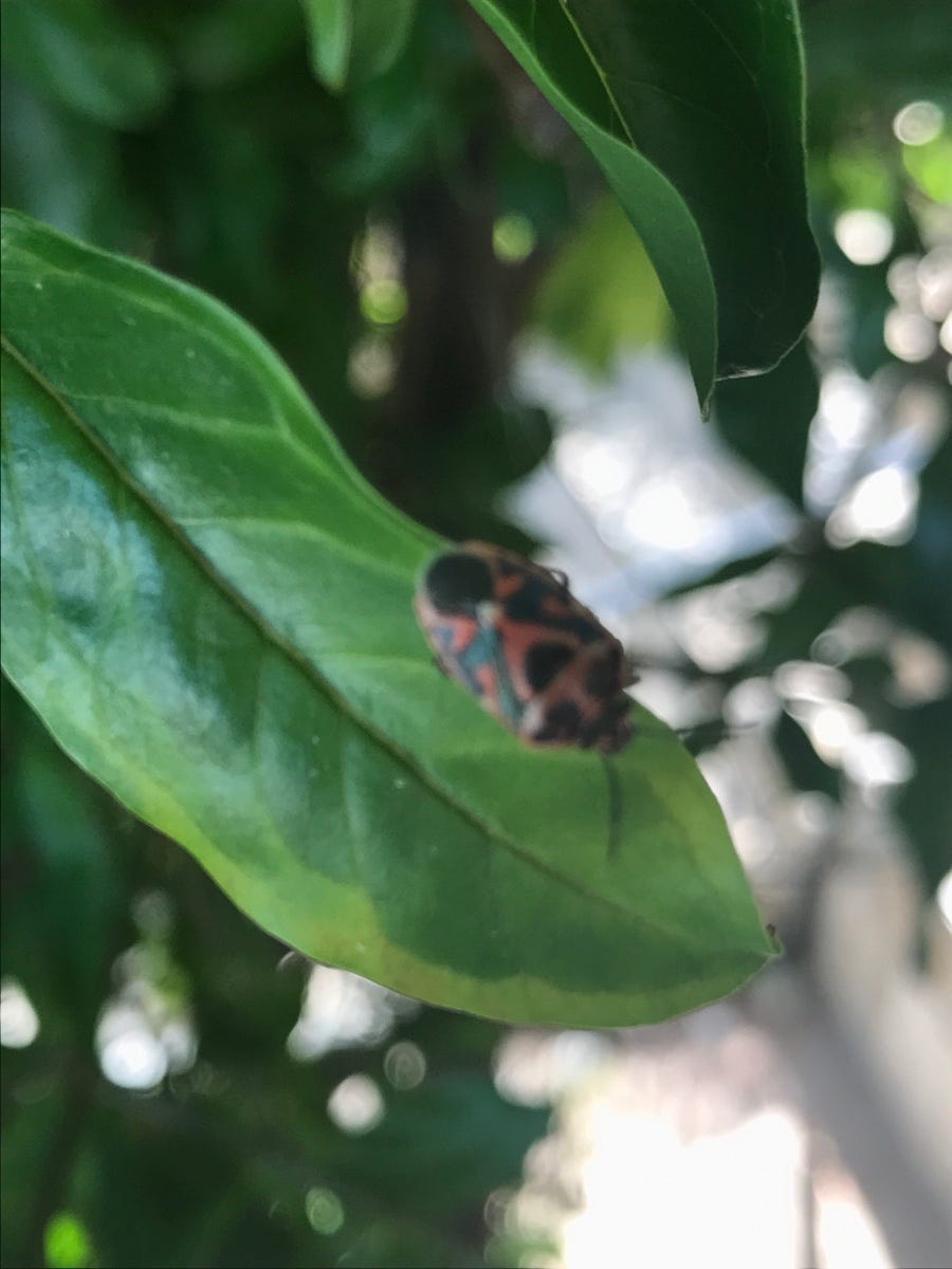 Beyza Sirkeci – Medium