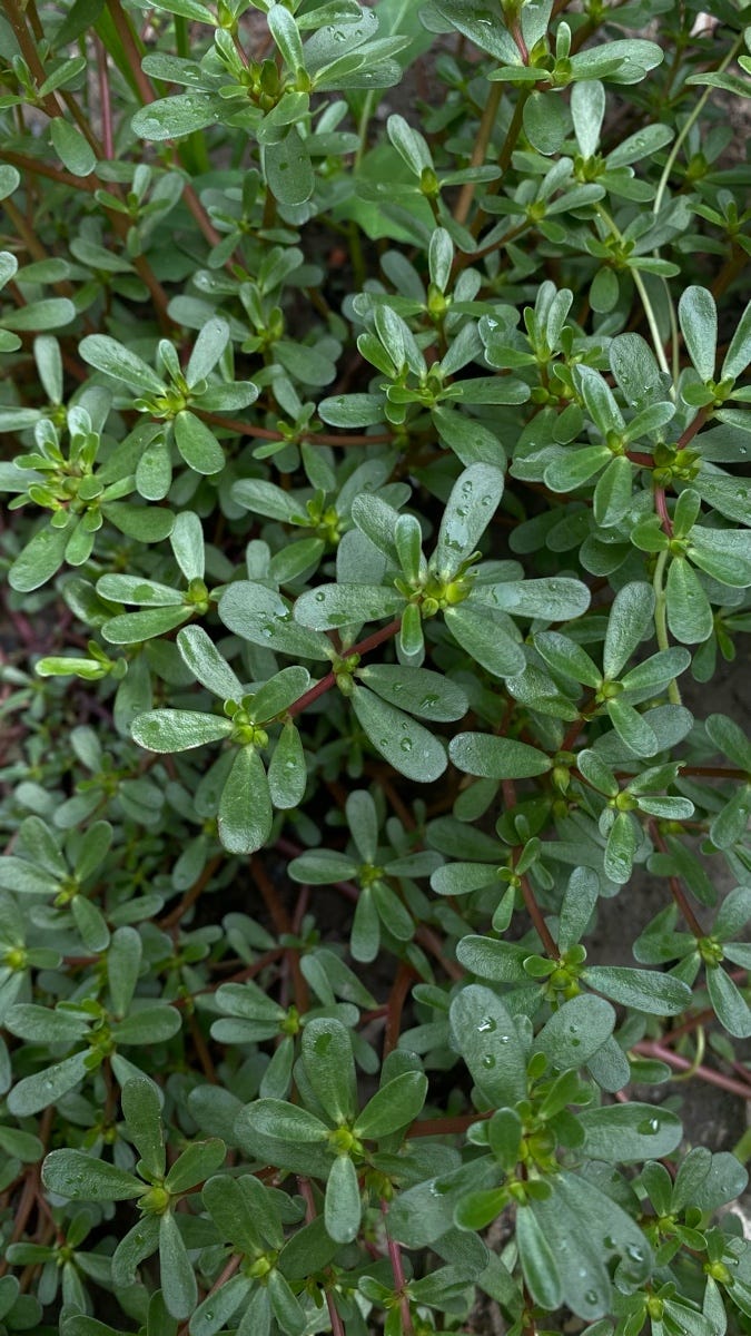 Adlain Maqbool – Medium