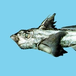 Chimaera Phantasma – Medium