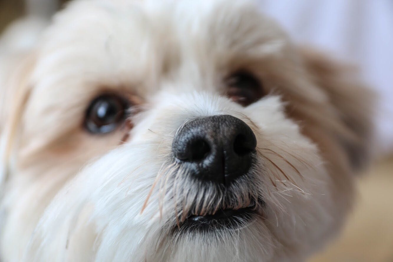 Meet Charlie
