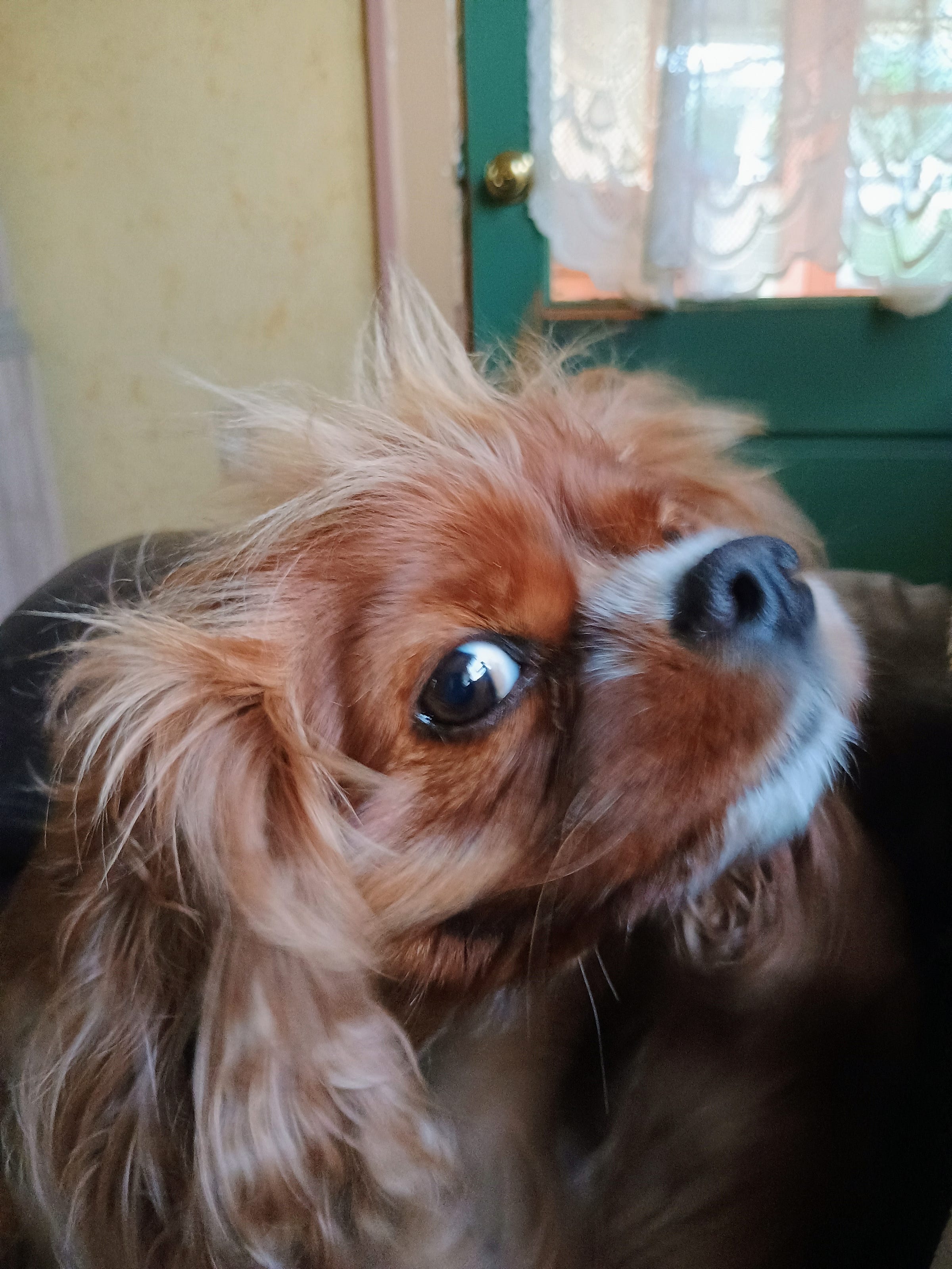 Reggie Canine Correspondent – Medium