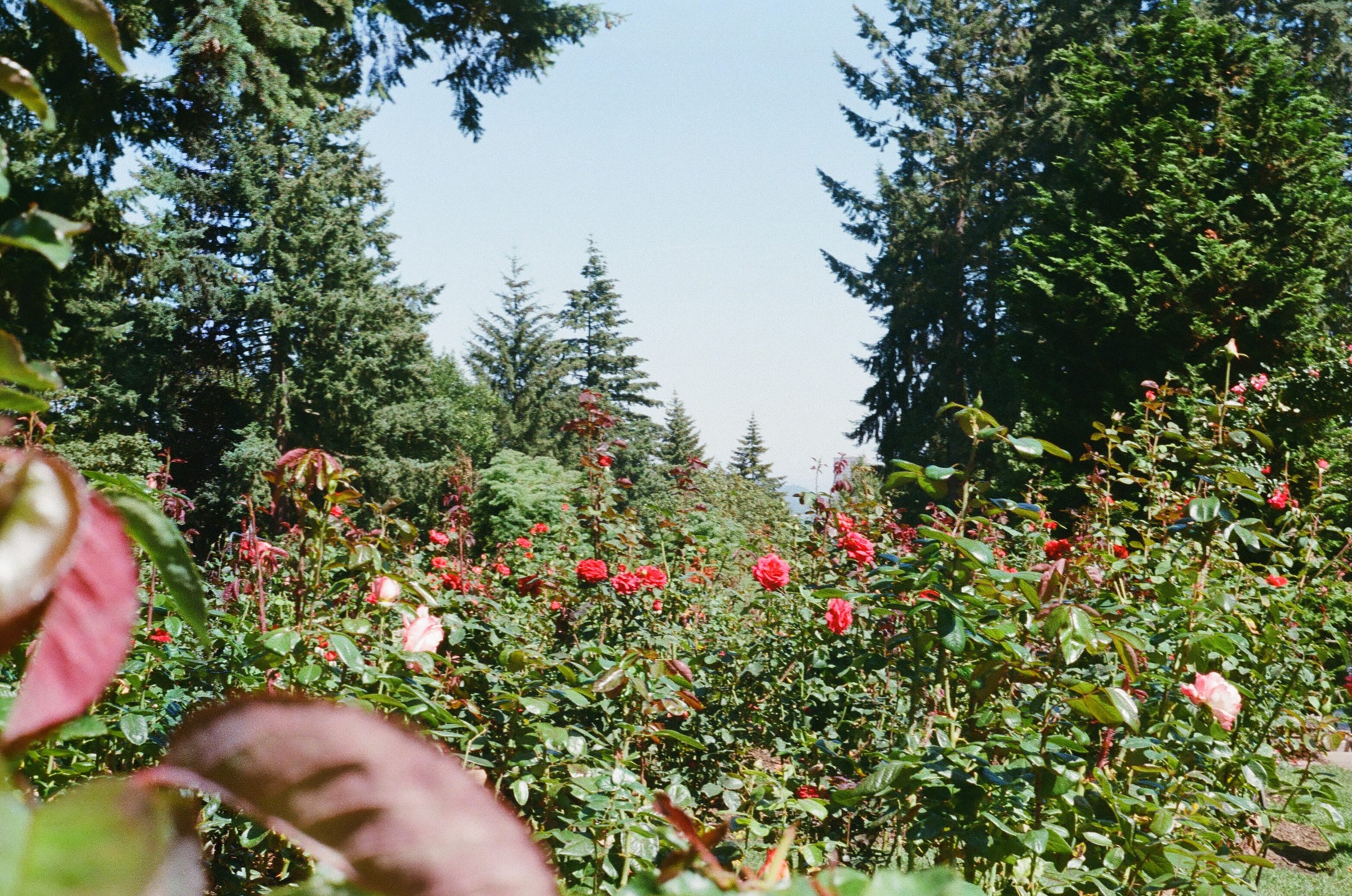 Caroline Day on Medium curated some lists