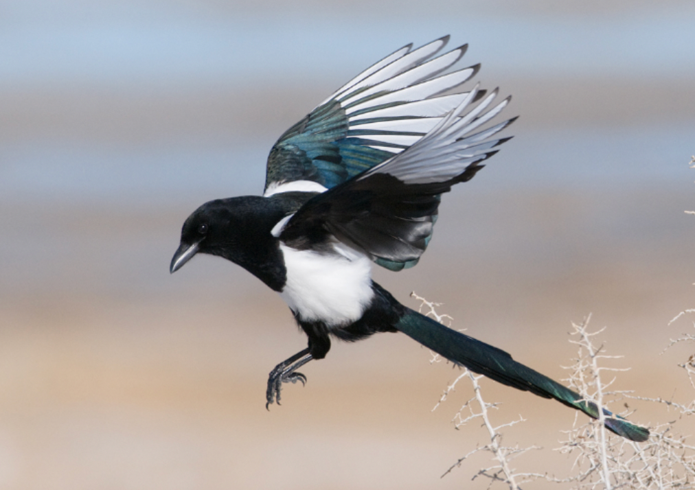 Magpie – Medium