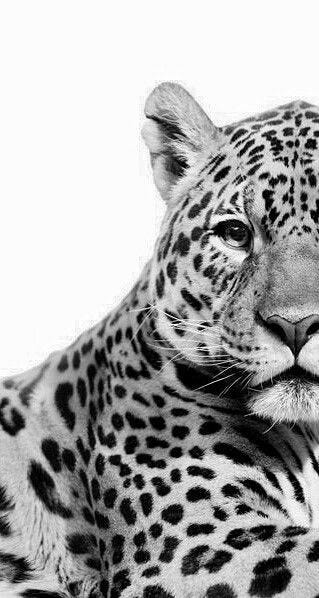 char – Medium