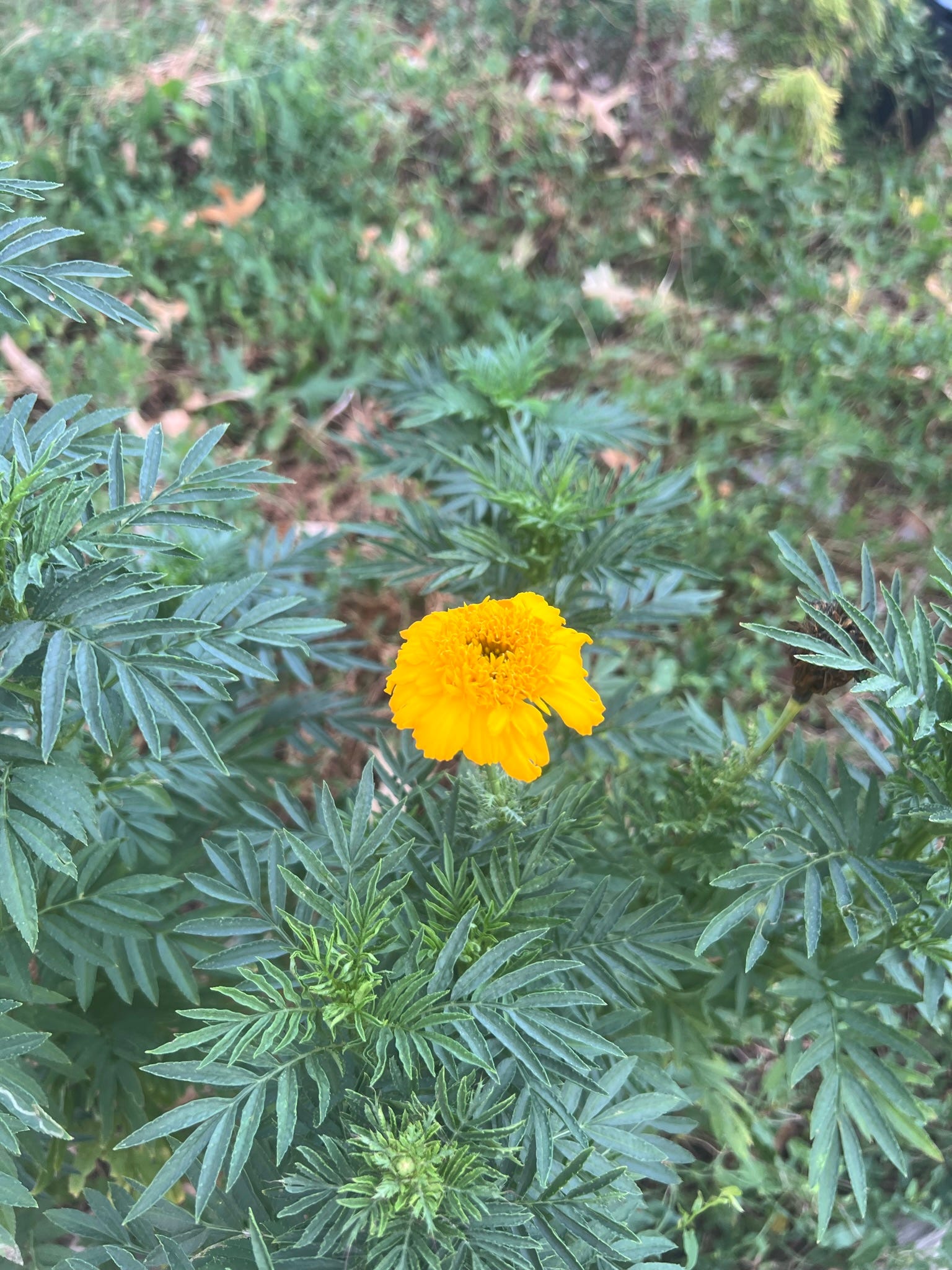 Tator Tot – Medium