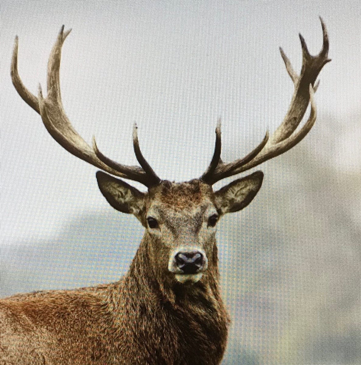 Dexter C. – Medium