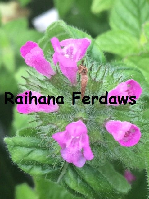 Raihana Ferdaws – Medium