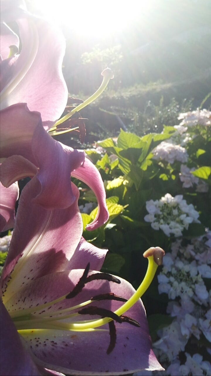 Flower – Medium