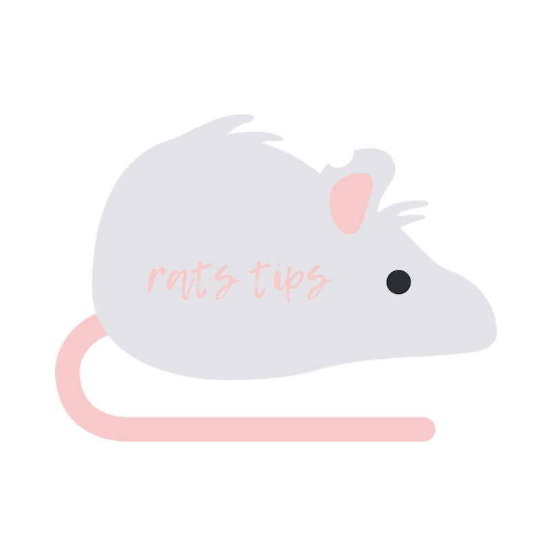 Pet Rats: Tips