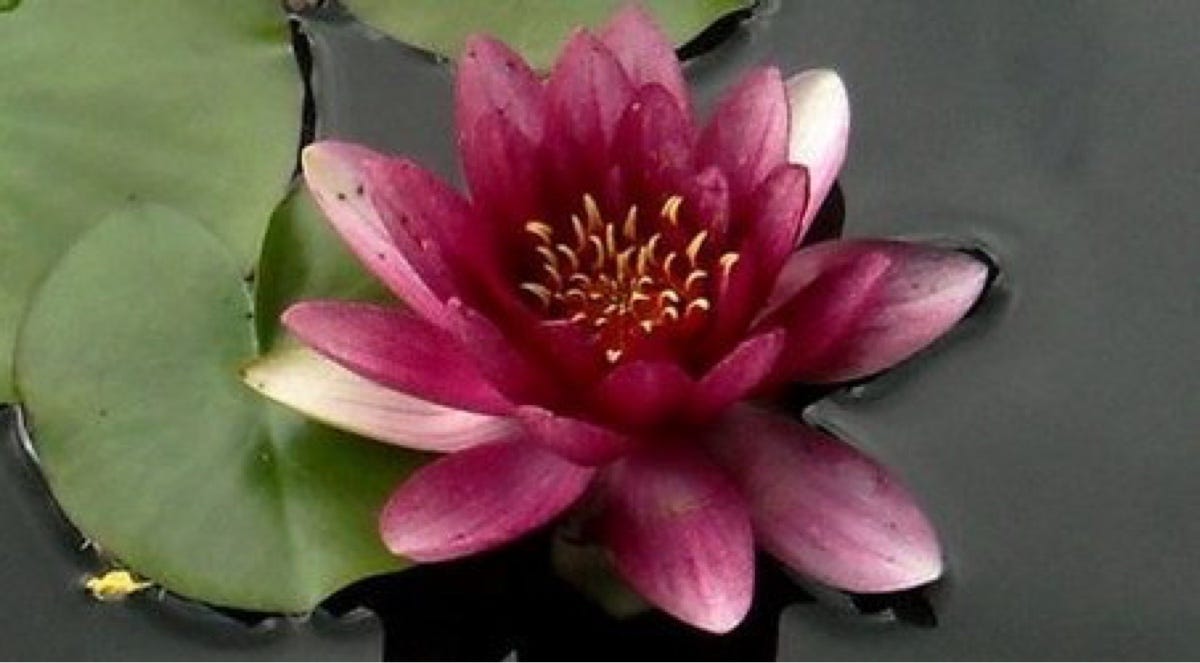 Lady Lotus – Medium