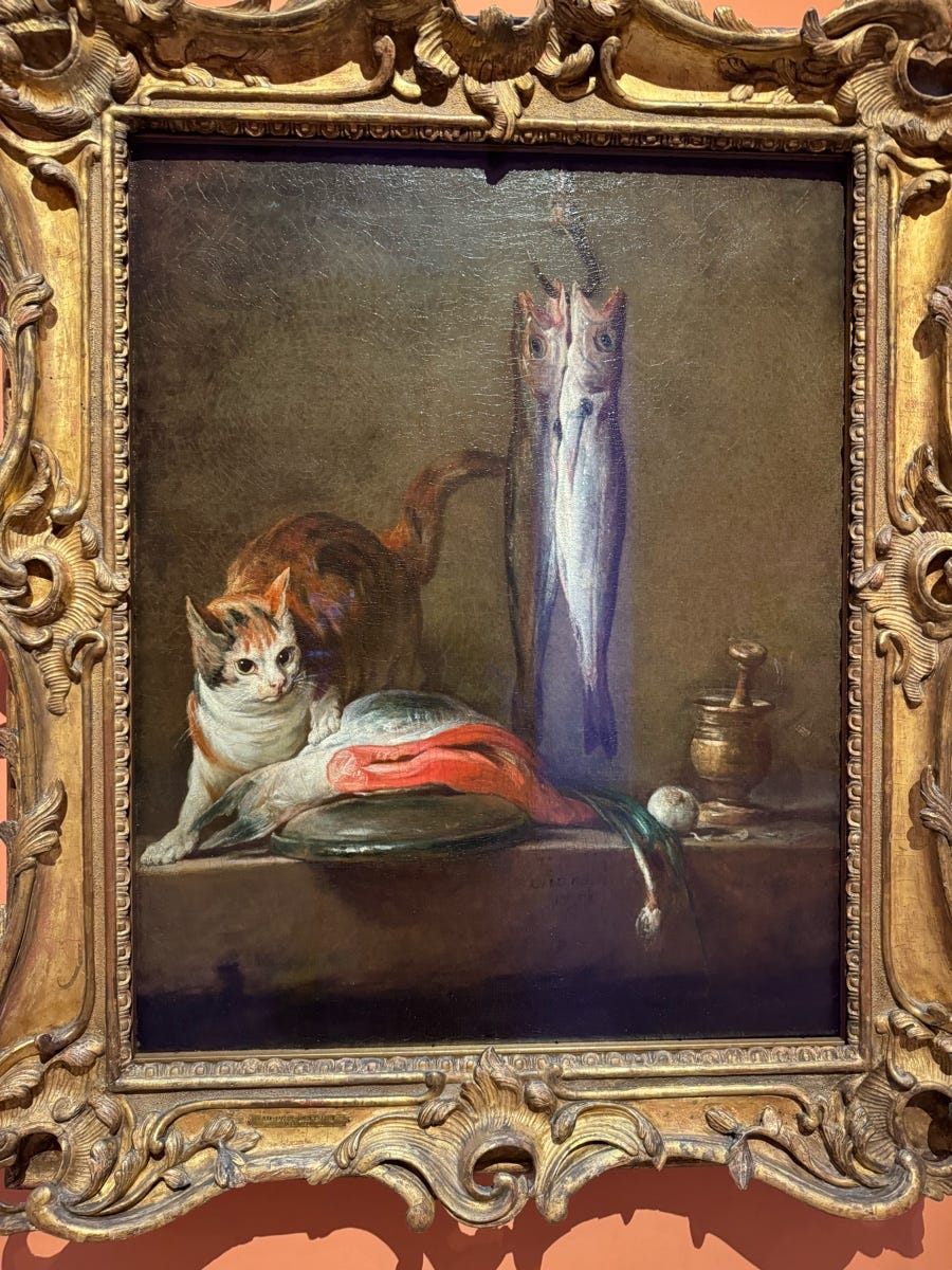 Anonymous cat – Medium
