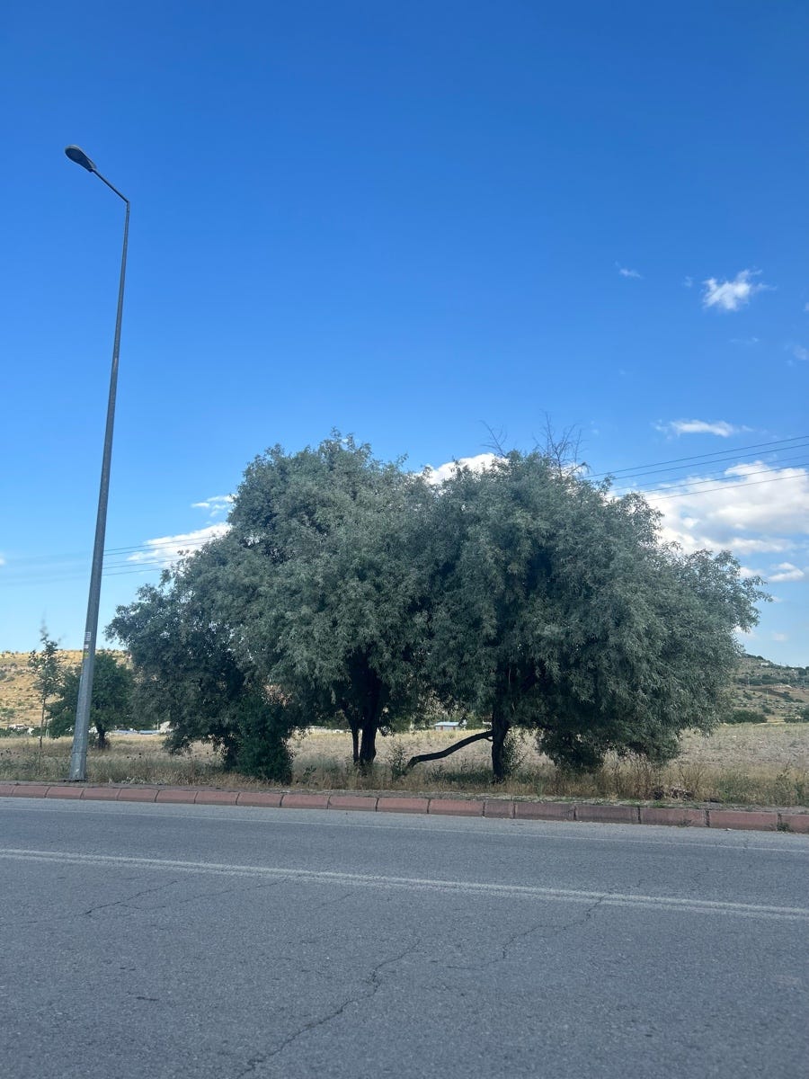 Cansu Eren – Medium