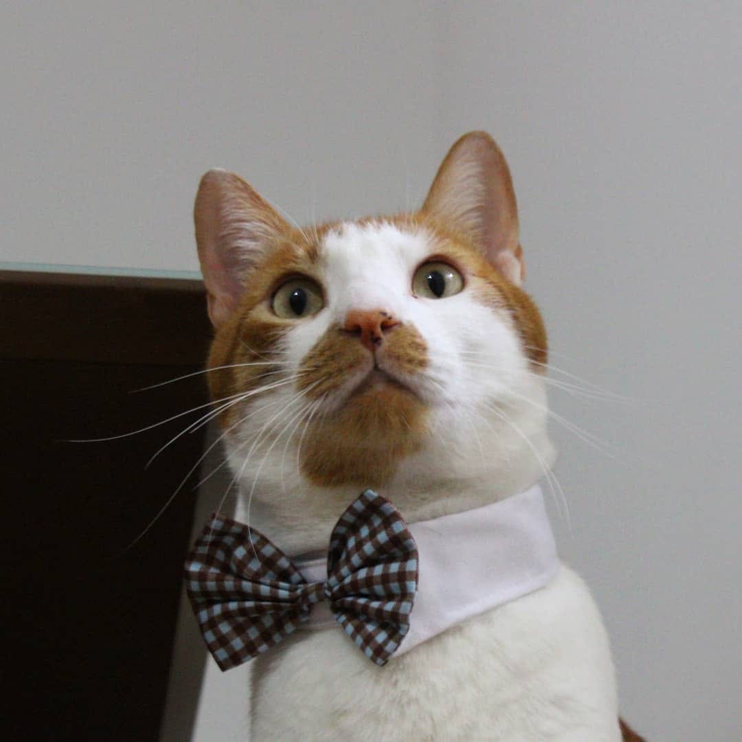 Gato Aurelio – Medium