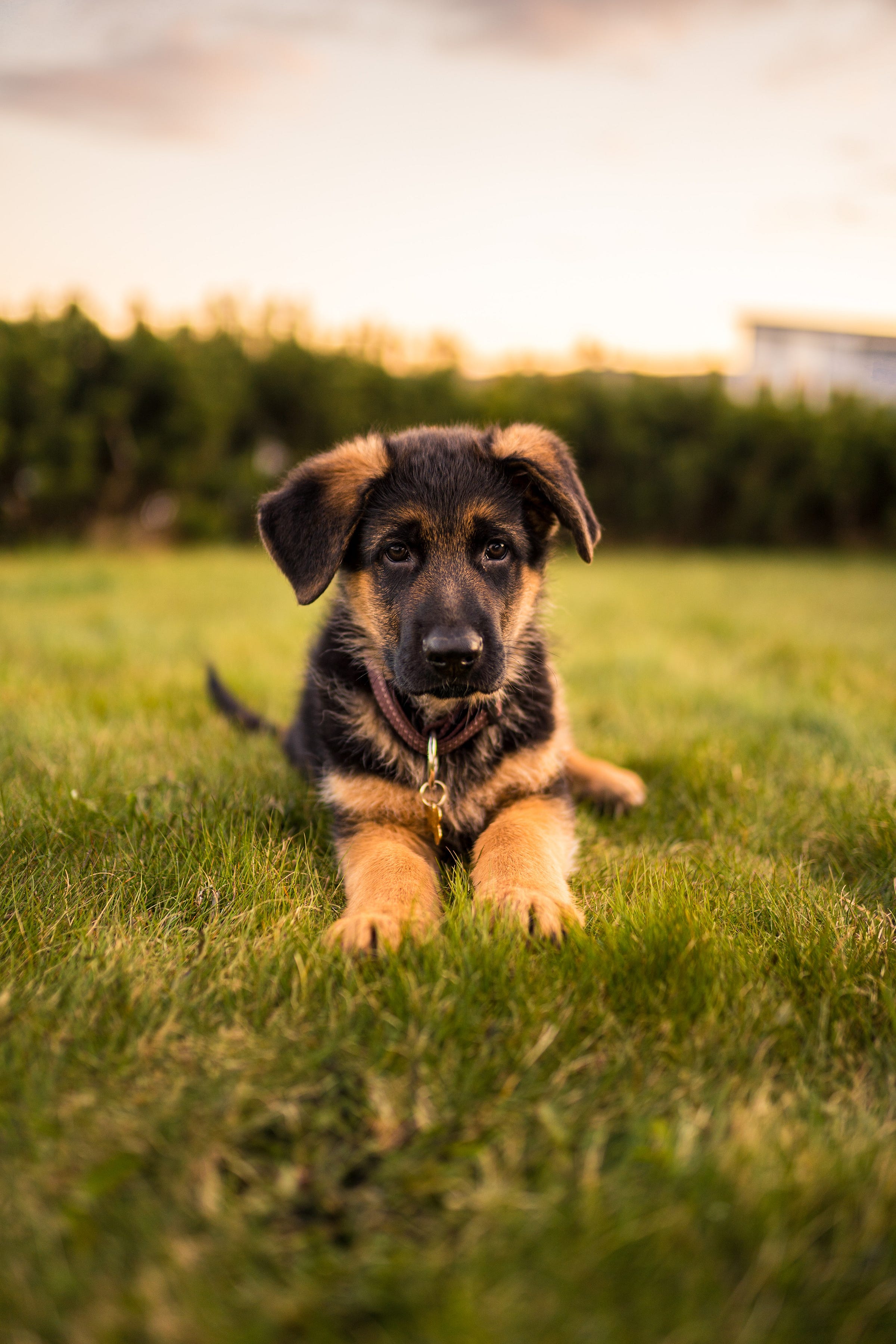 About – Brain Training For Dogs – Medium