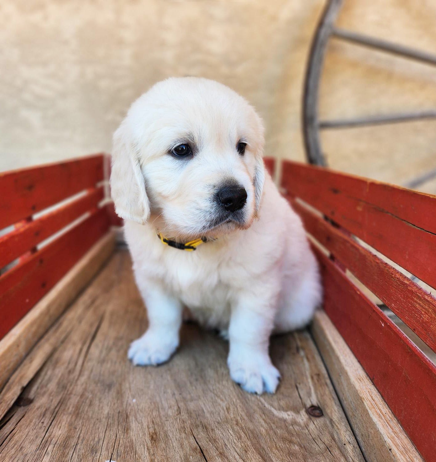 Golden Crest Retrievers – Medium