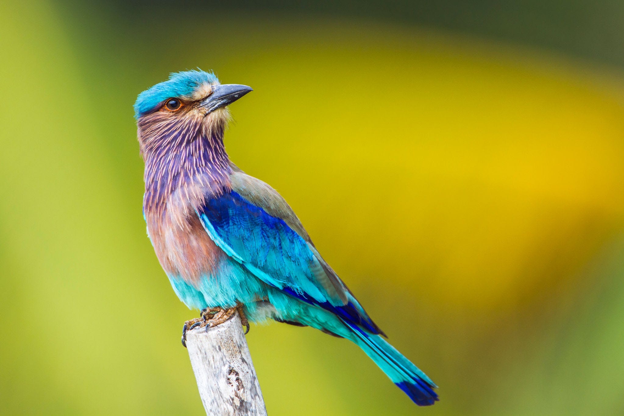 THE INDIAN ROLLER – Medium