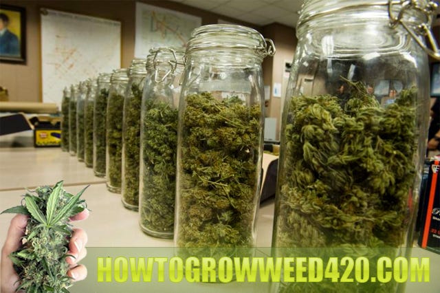 How To Grow Weed – Medium