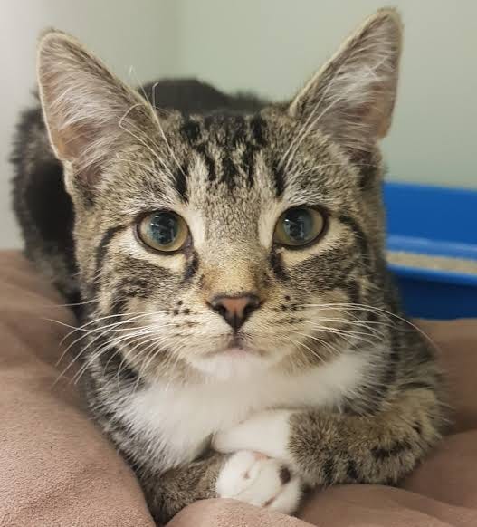 Muhammad Nazim – Medium