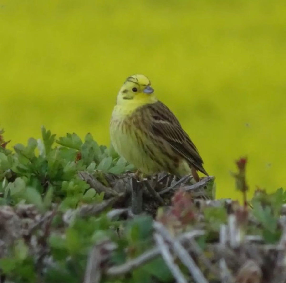 Thomas Tittlemouse – Medium