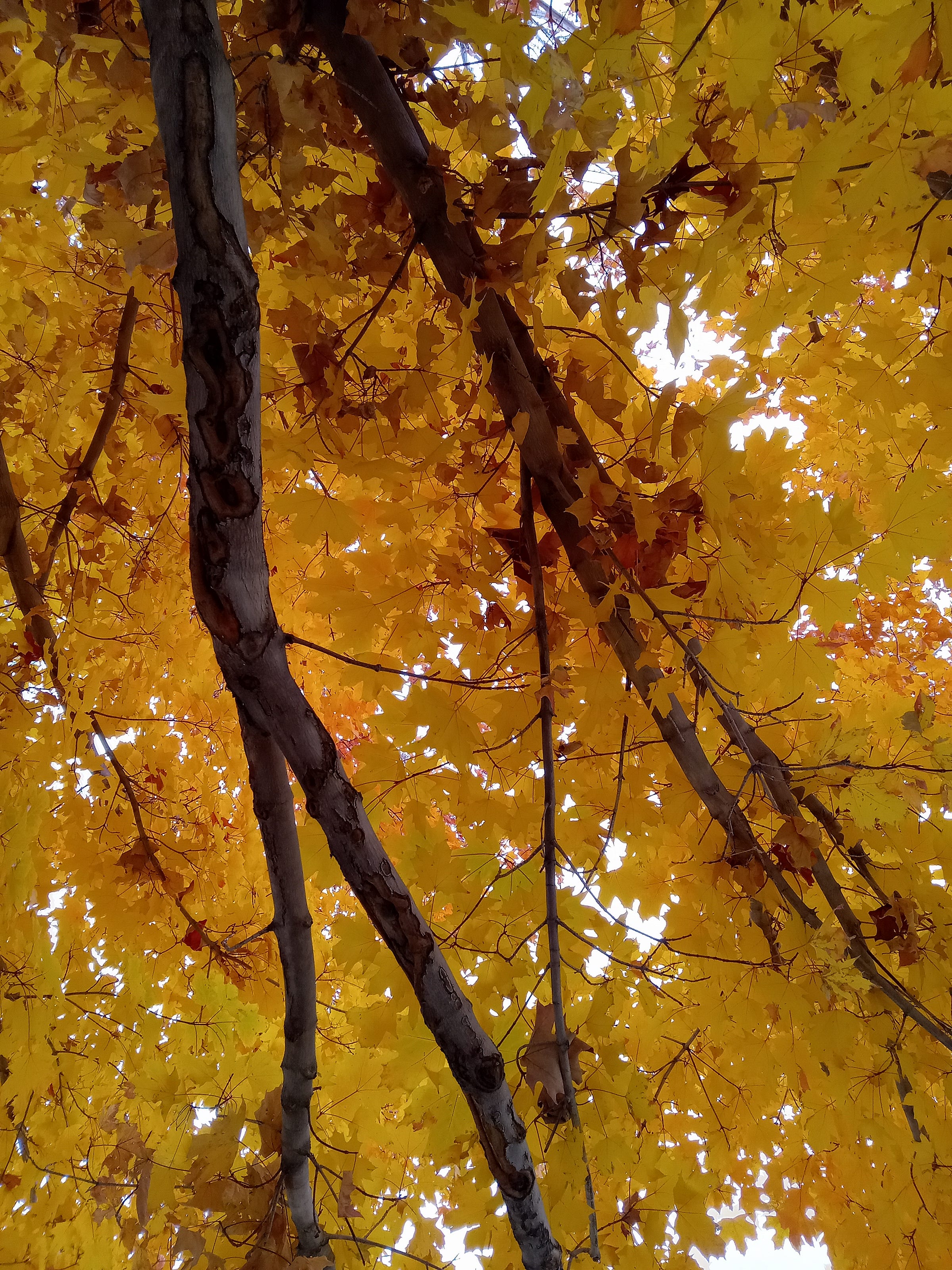 About – Raven Cross – Medium