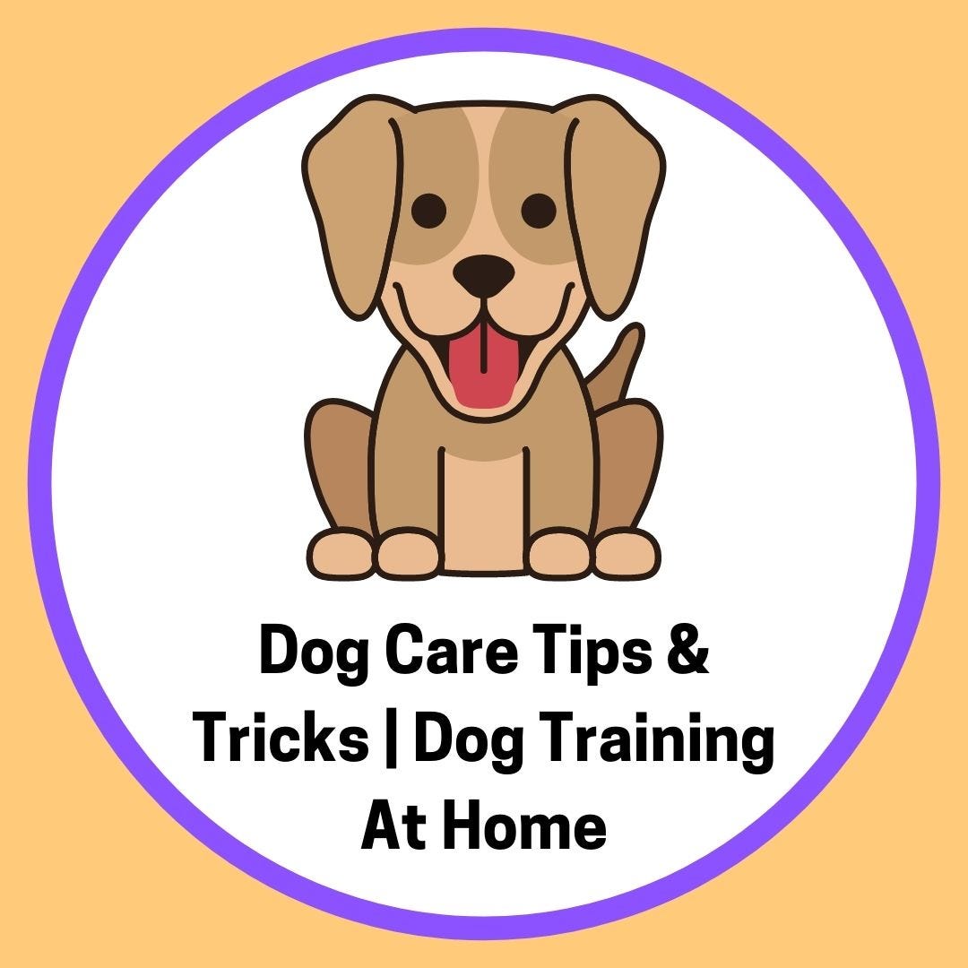 About – Dog Care Tips & Tricks | Dog Training At Home – Medium