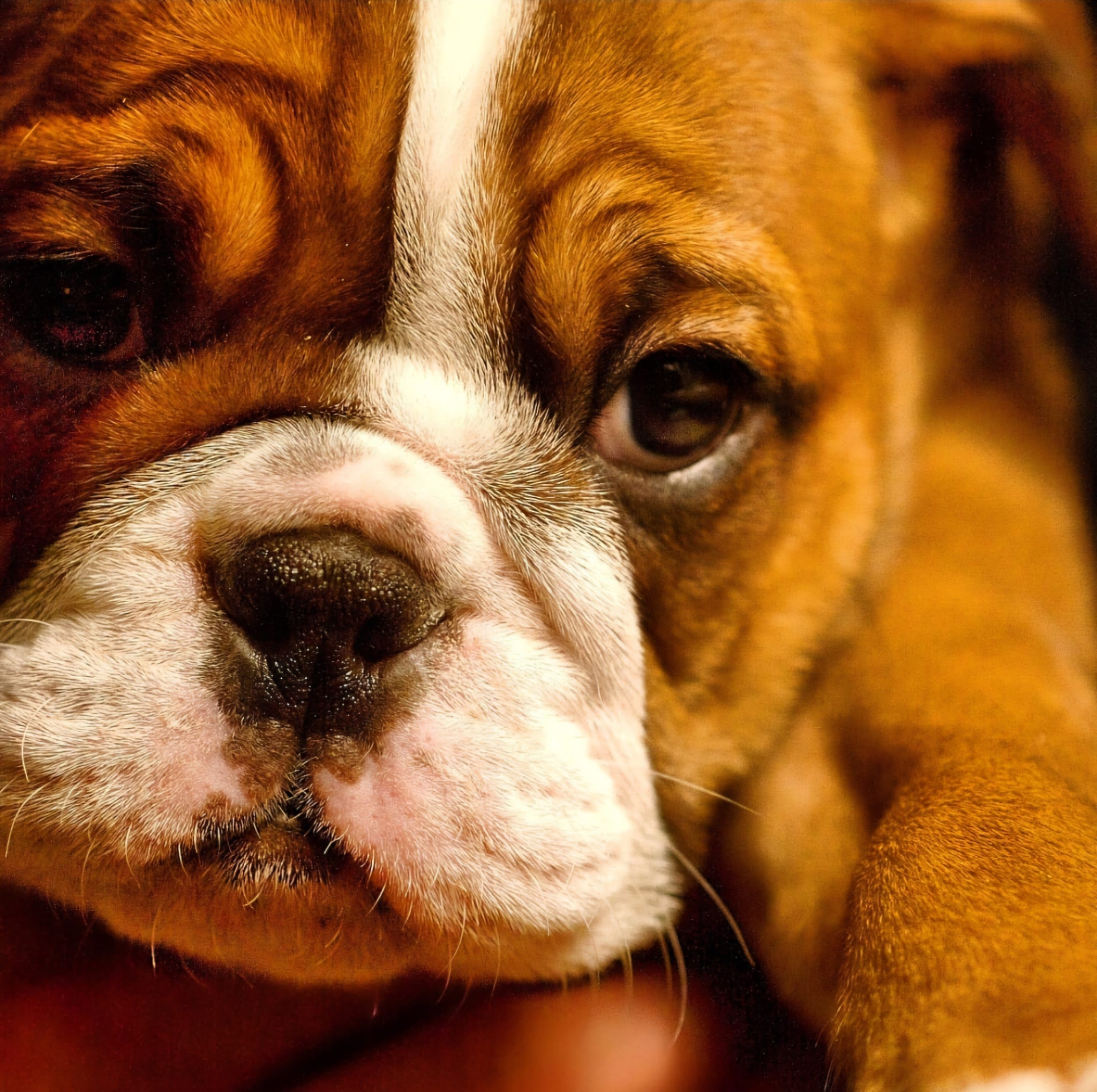 Charles Carnegie – Medium