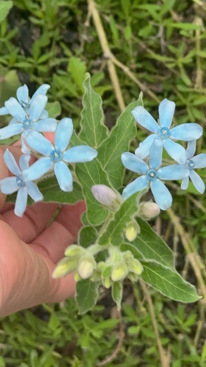 Wren Holt – Medium