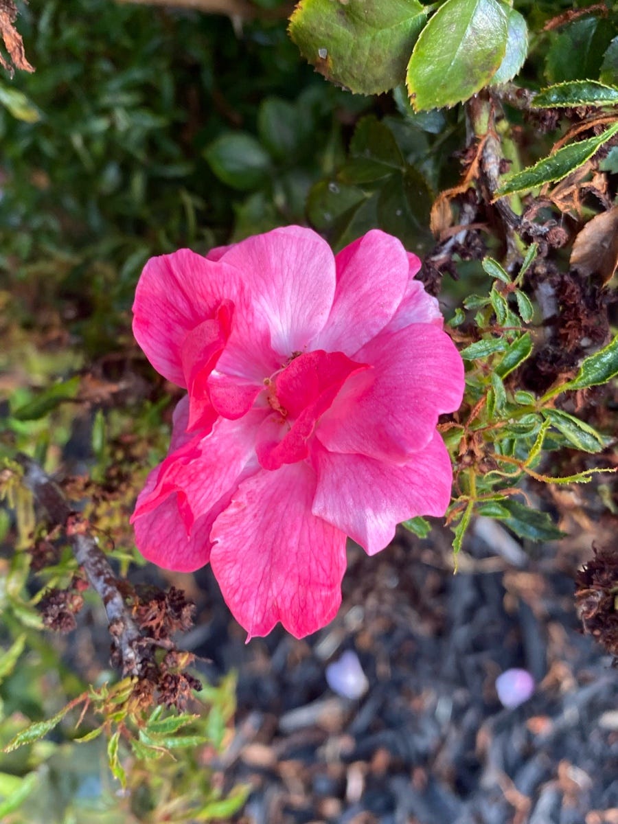 Fatima Barry – Medium