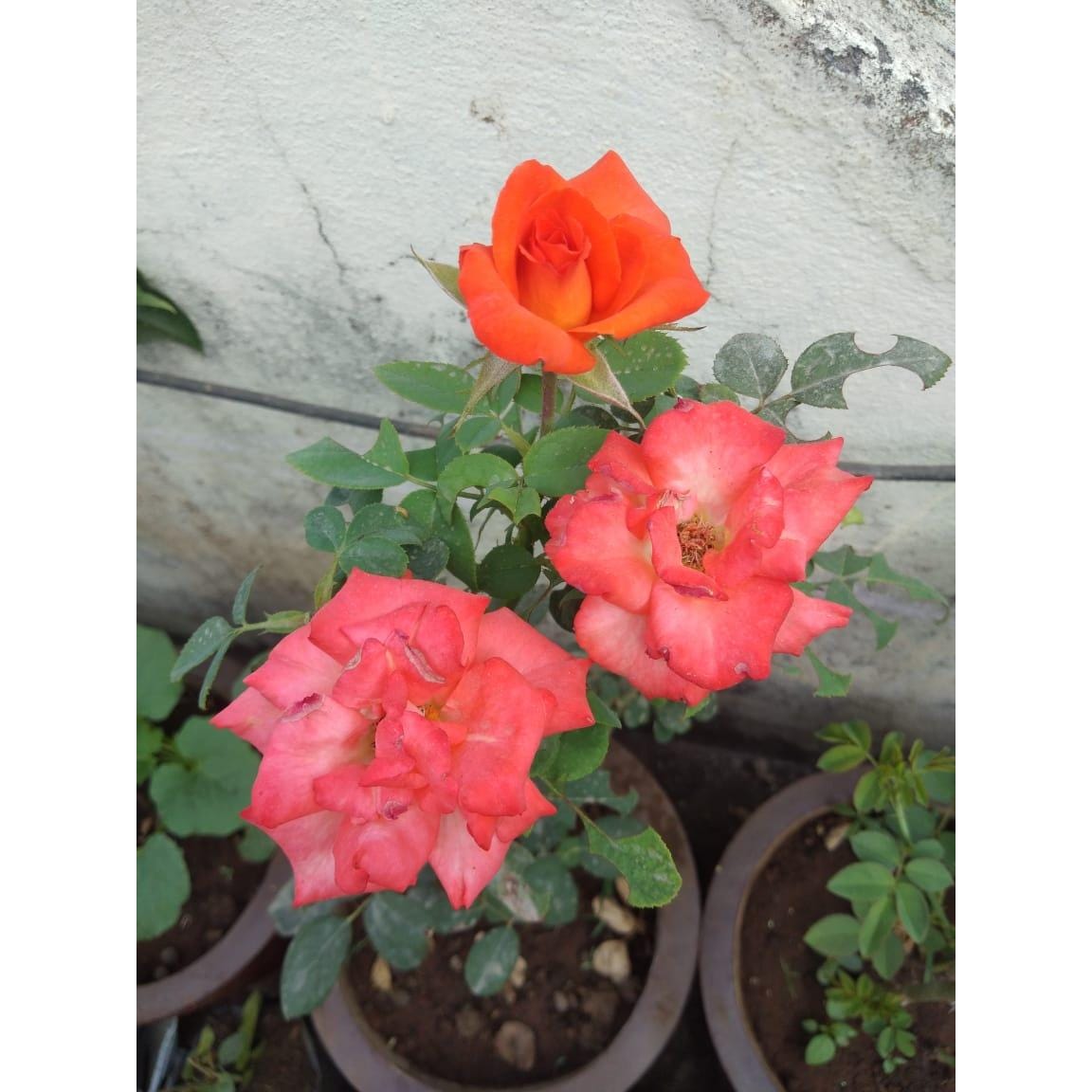 Vaishali atkade – Medium