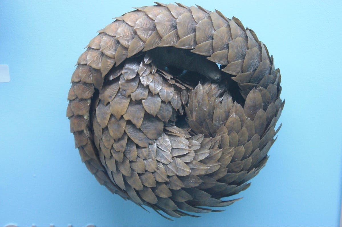 Inside the Pangolin Trade – Medium