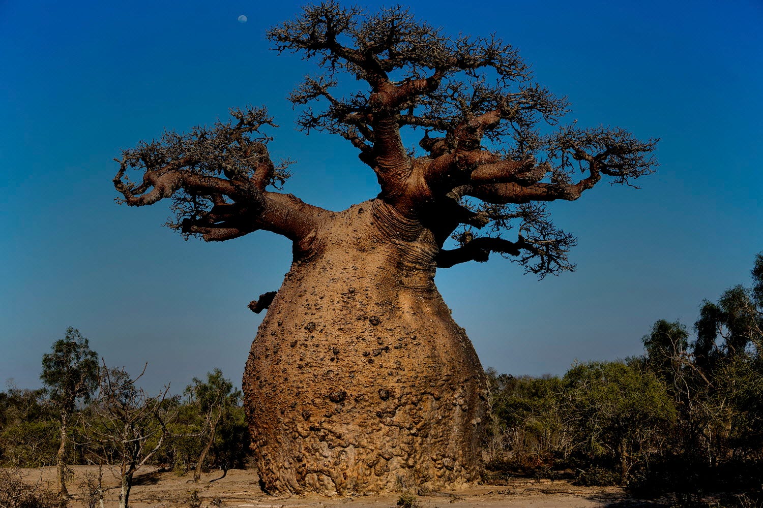 ‘The Tree of Life’ by Pascal Maitre
