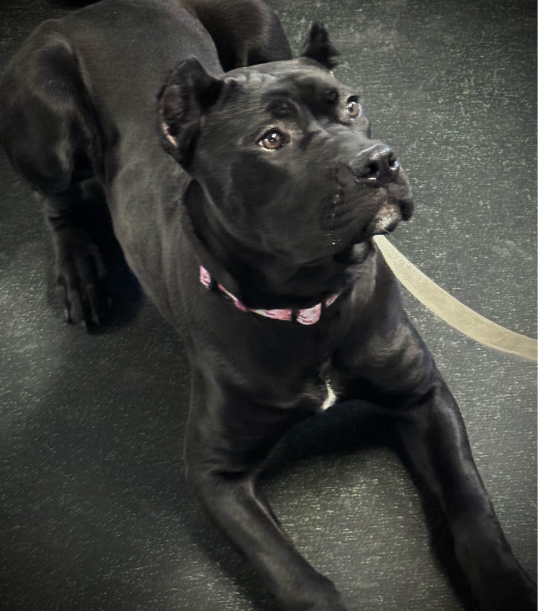 Diedra Carlson – Medium