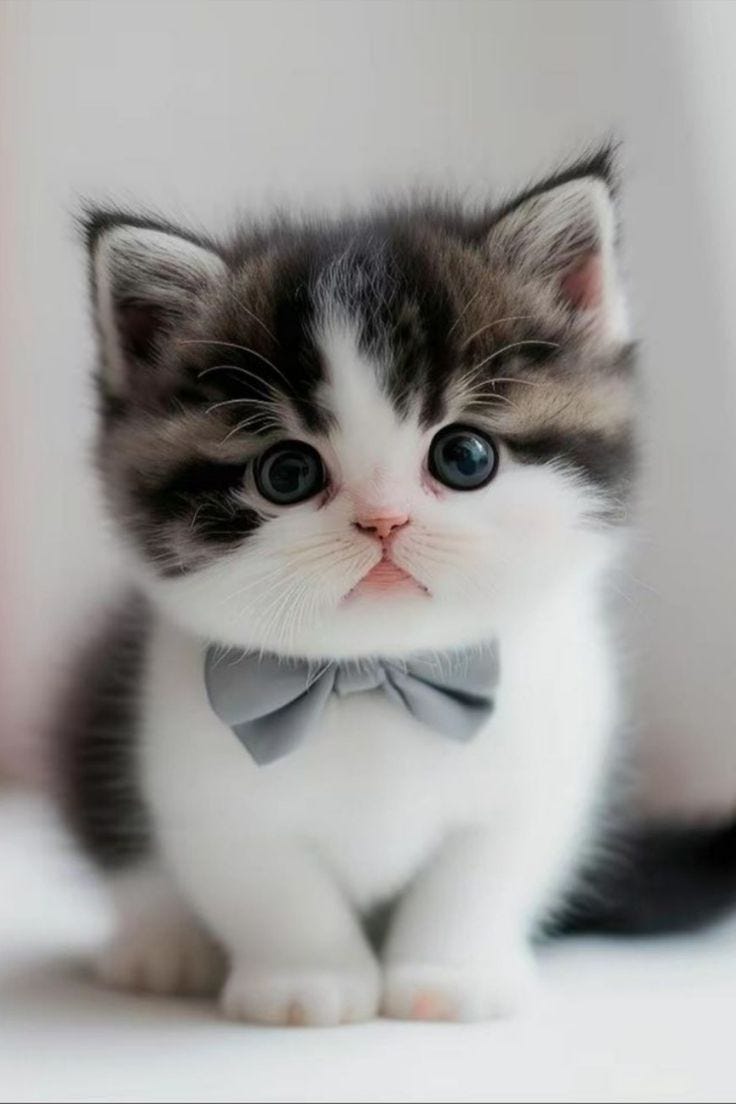 Kitty Cat :) – Medium