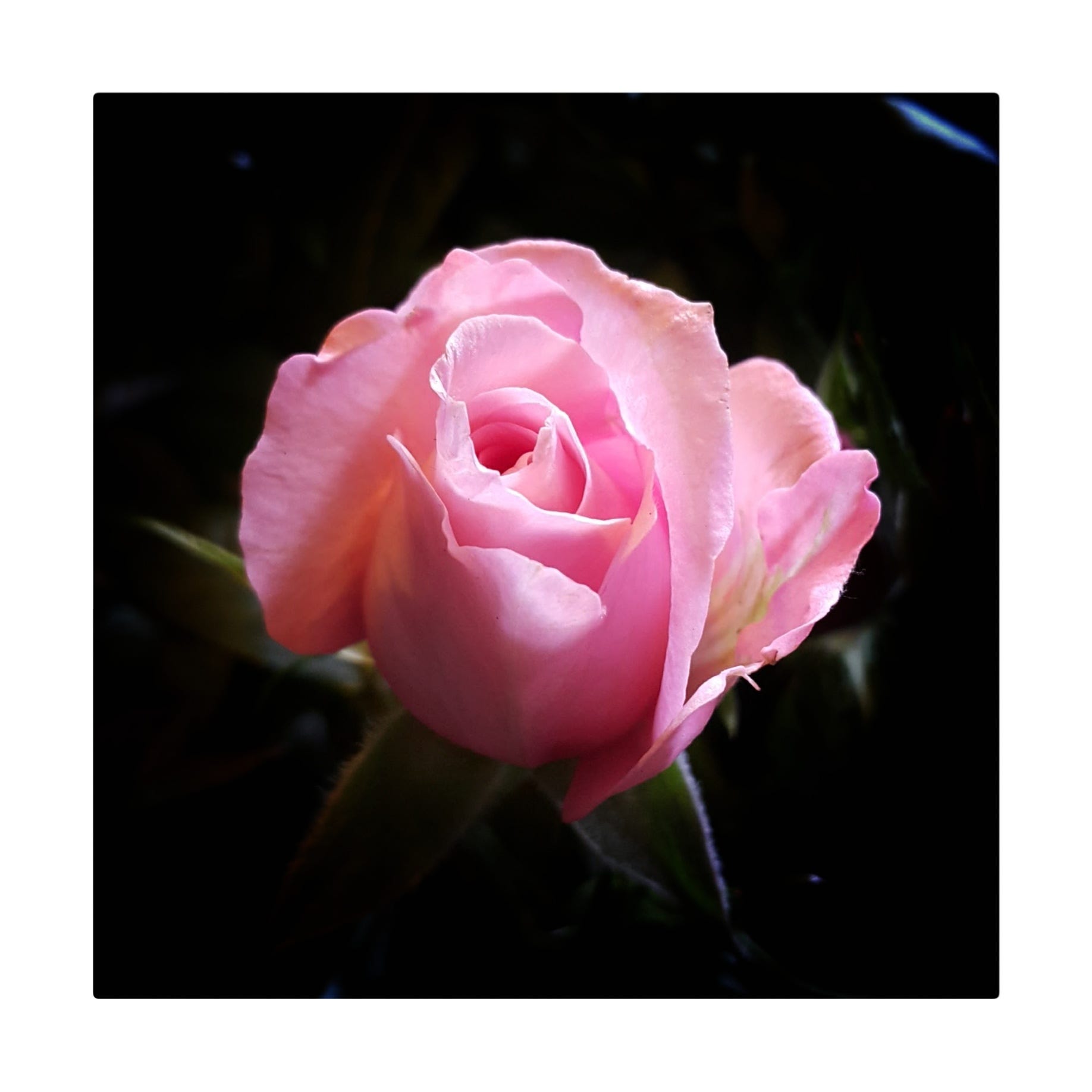 Rosy P. – Medium
