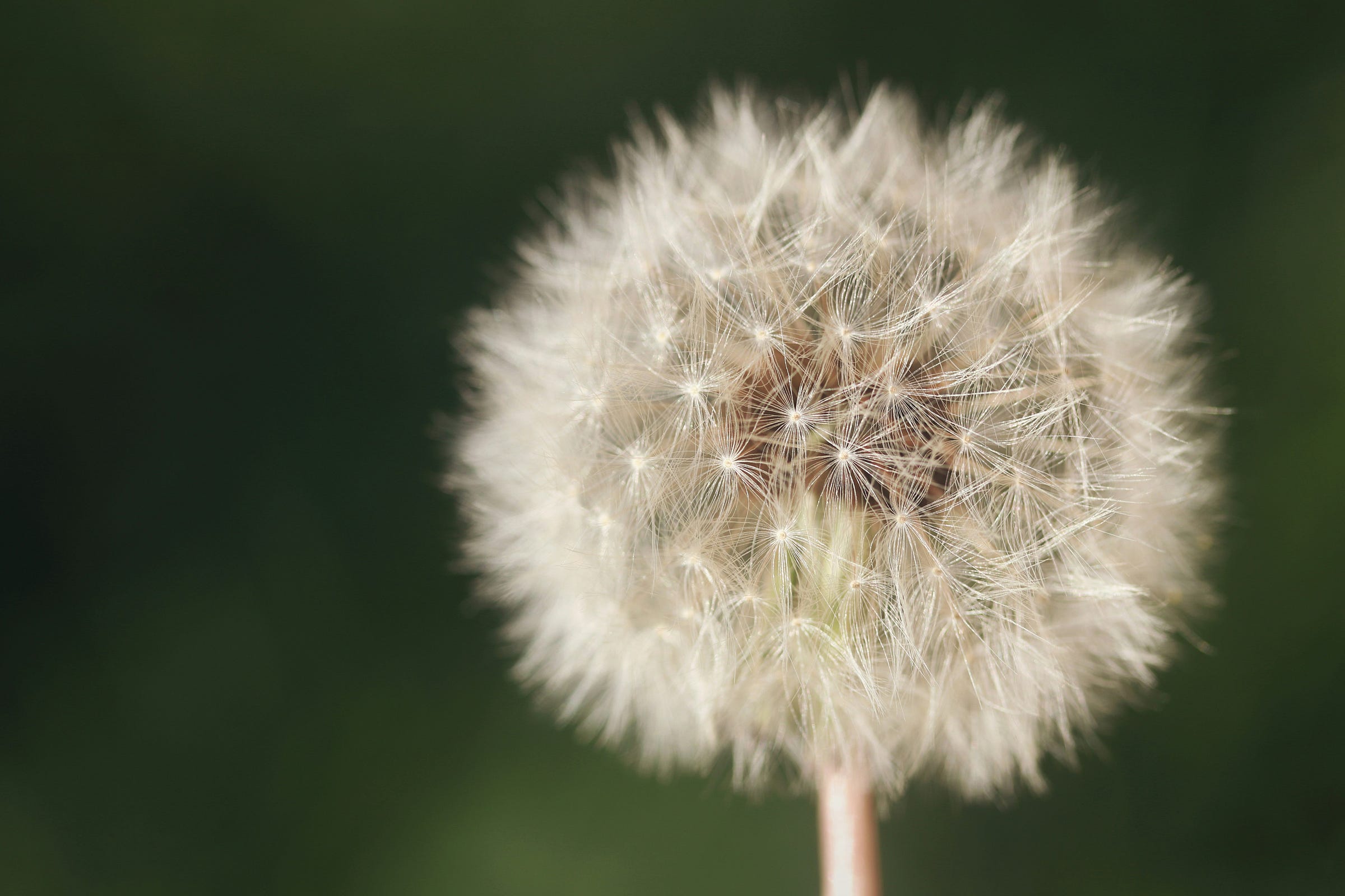 Dandy Lion – Medium