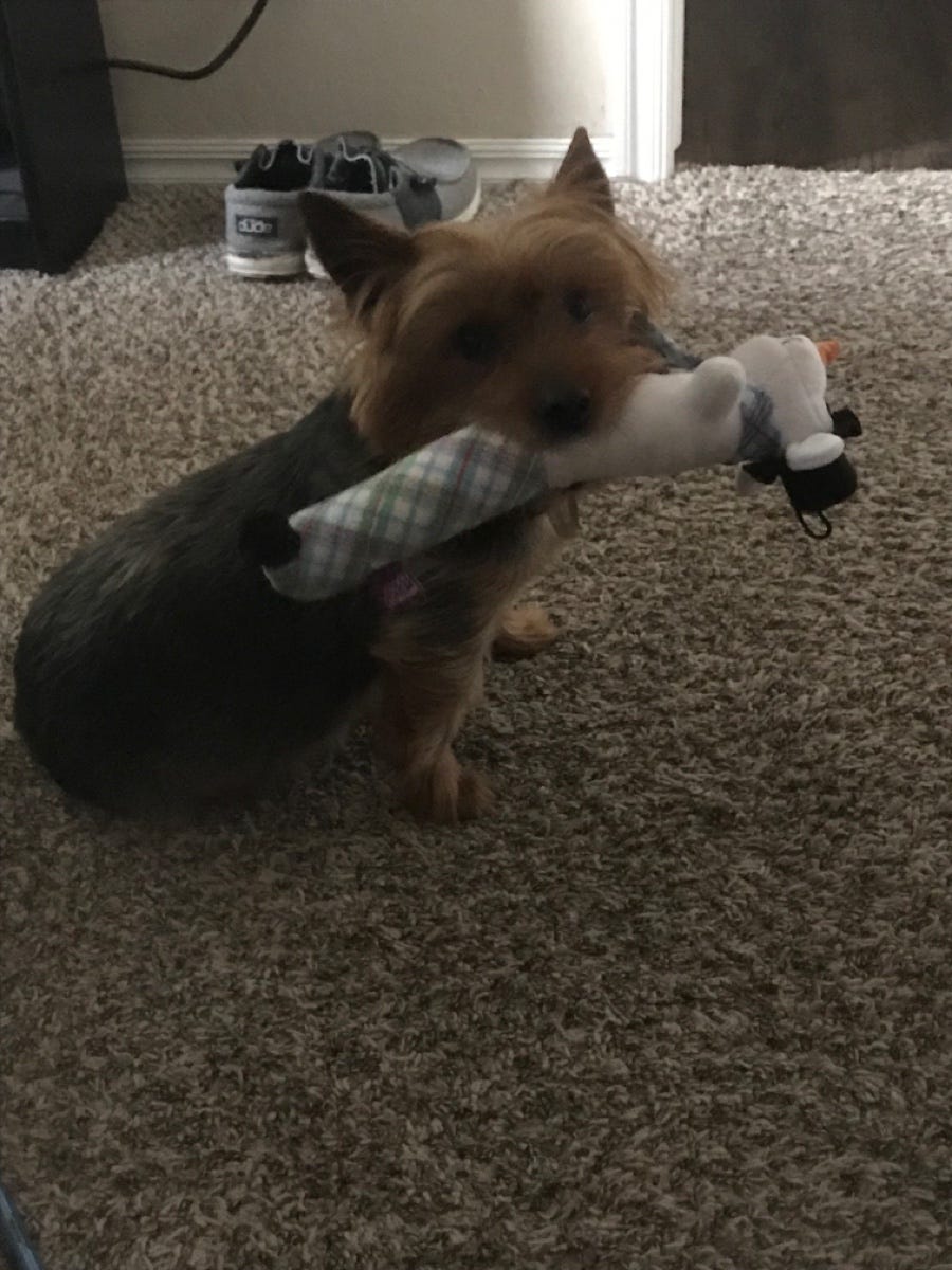 Austin Johnson – Medium