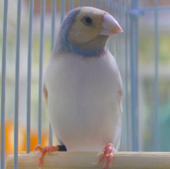 Silver Gouldian Finch USA – Medium