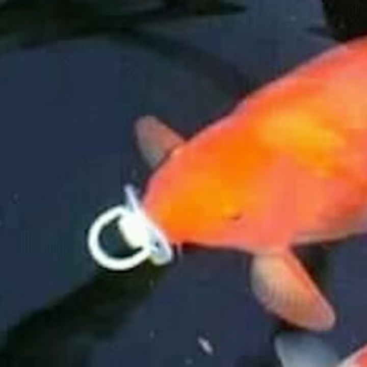 Felix Hook – Medium