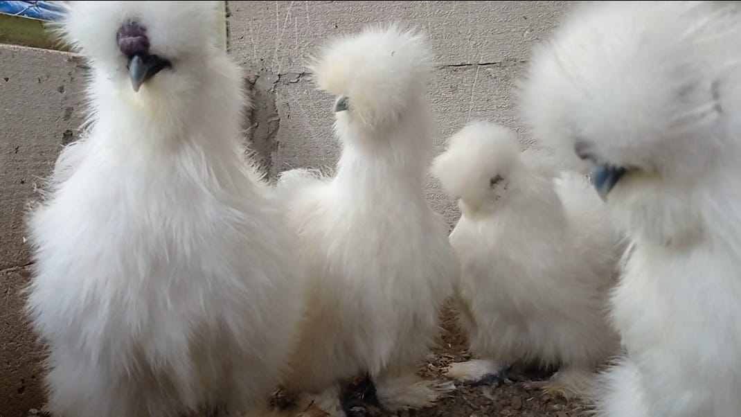 american_silkie – Medium