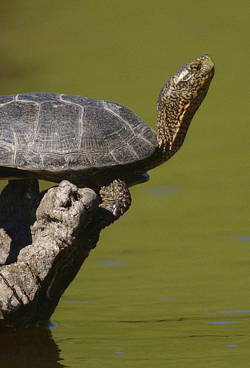 Mountain Lake Turtles