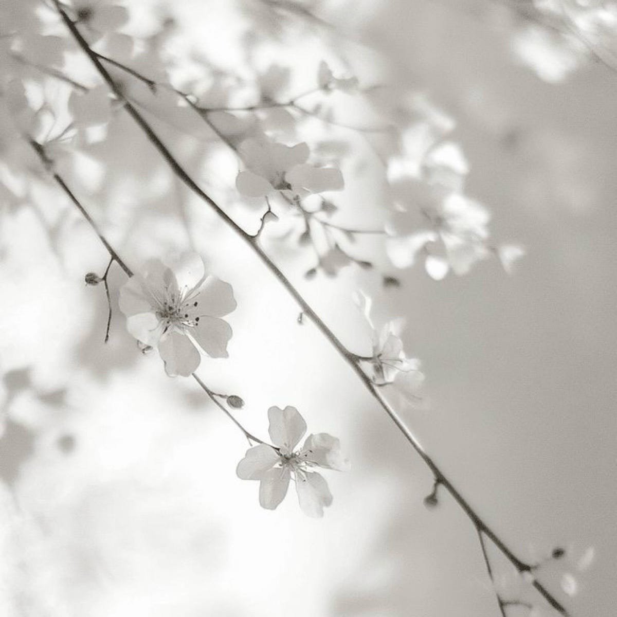 Sena Solim – Medium