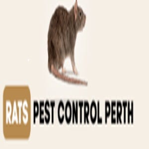 Rats Pest Control Perth – Medium