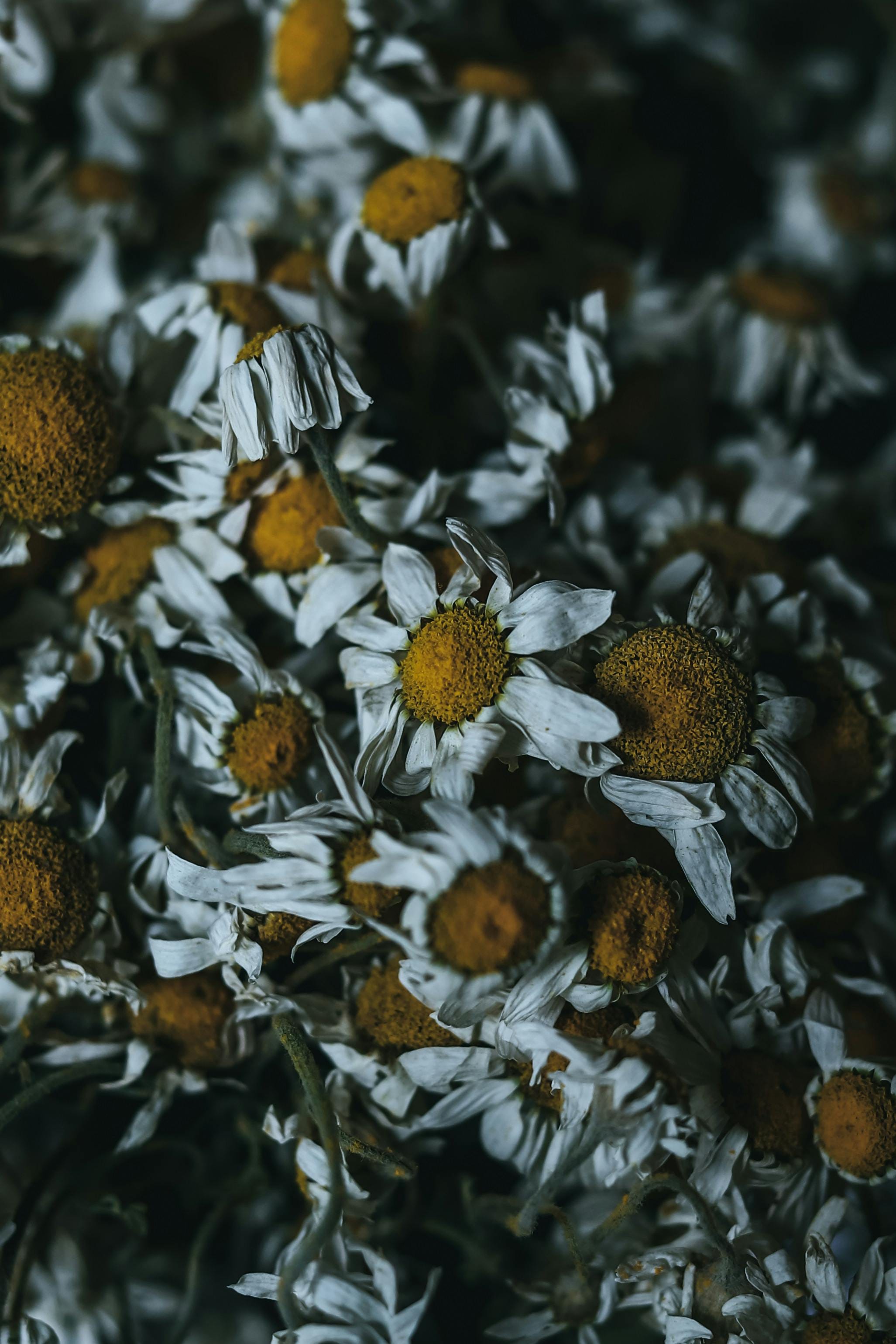 Daisy – Medium