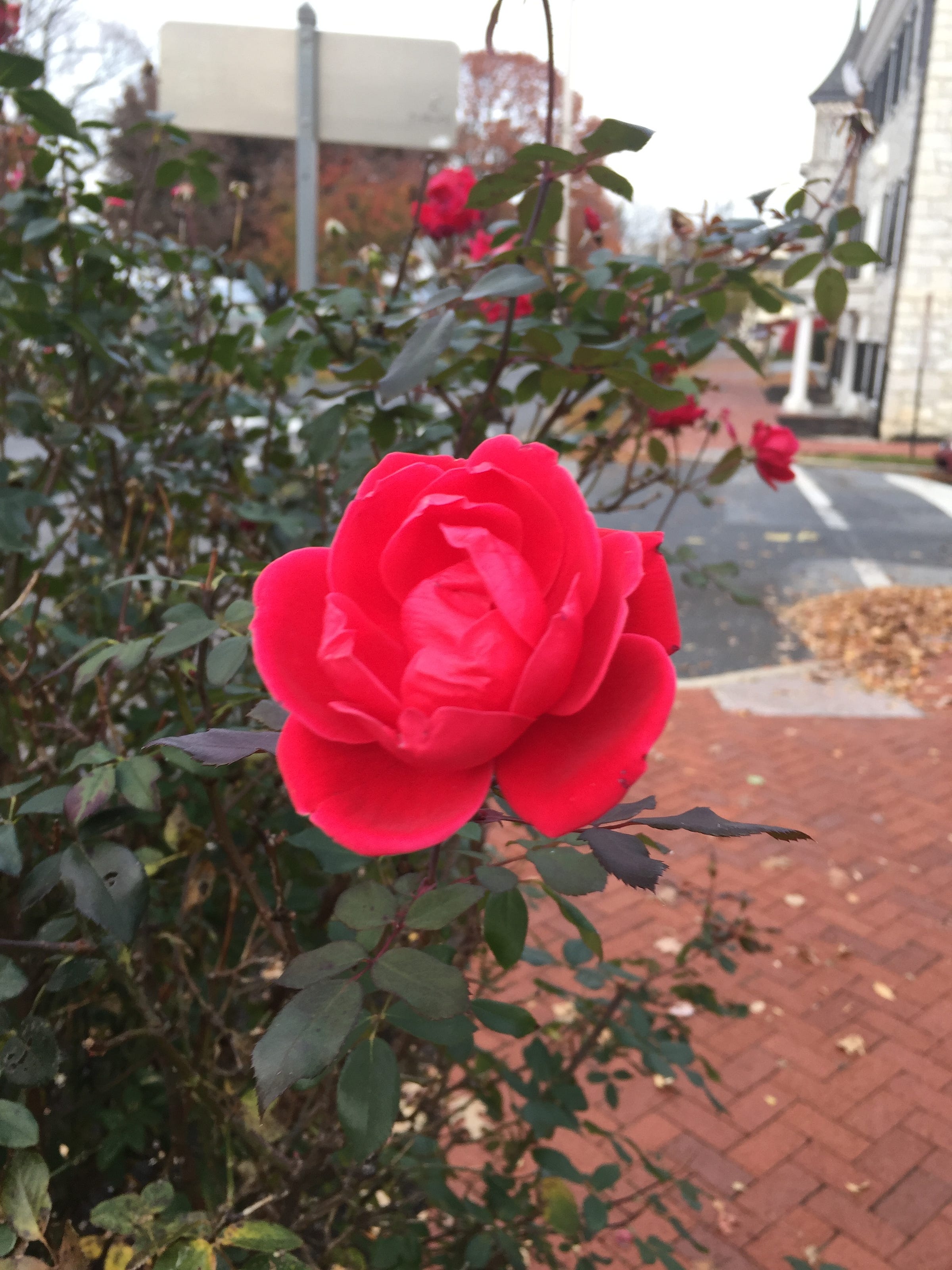 About – Misha Rose – Medium
