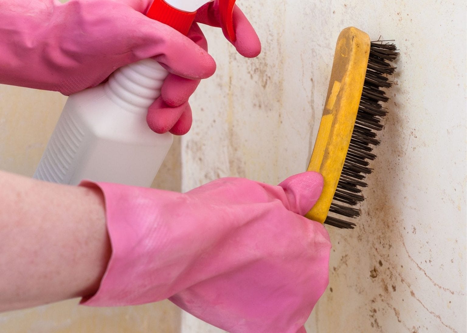 Indianapolis Mold Removal – Medium Indianapolis Mold Removal – Medium