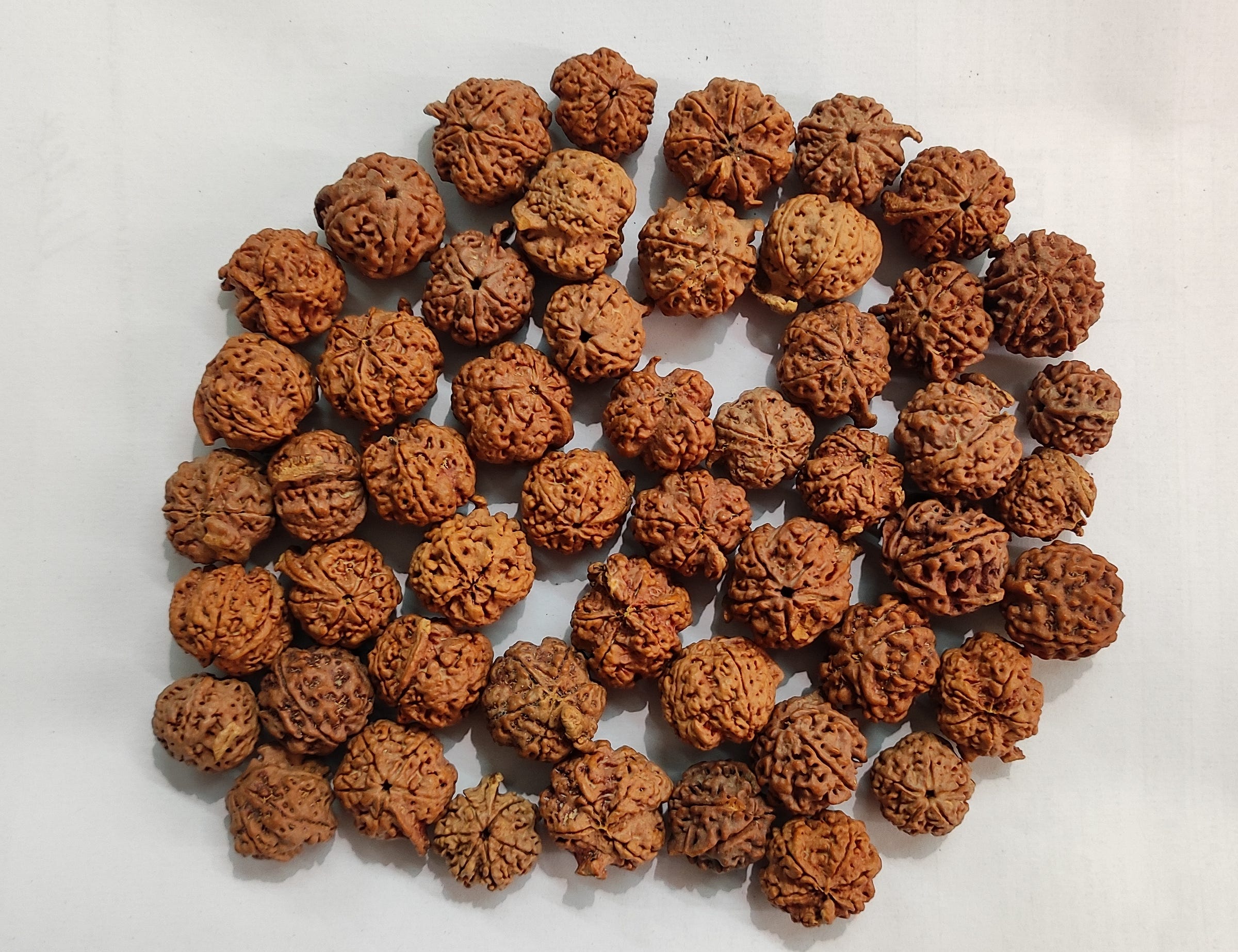 Kailasha Rudraksh – Medium