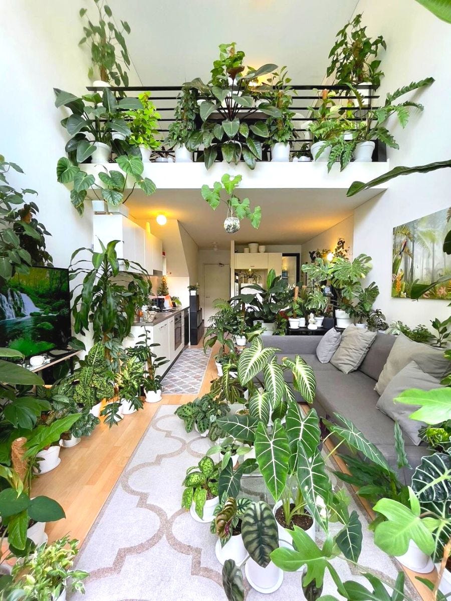 Plant House – Medium