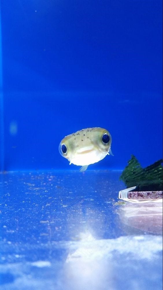 another fish – Medium